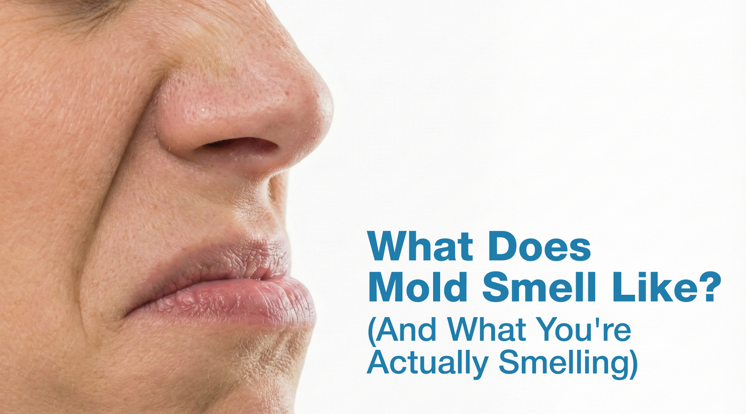 What Does Mold Smell Like? The Truth About That Musty Odor – Alight ...