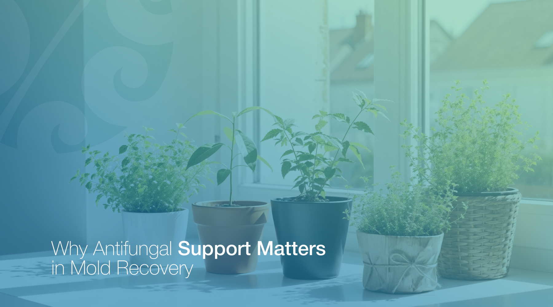 Why Antifungal Support Matters in Mold Recovery – Alight Health Formulas